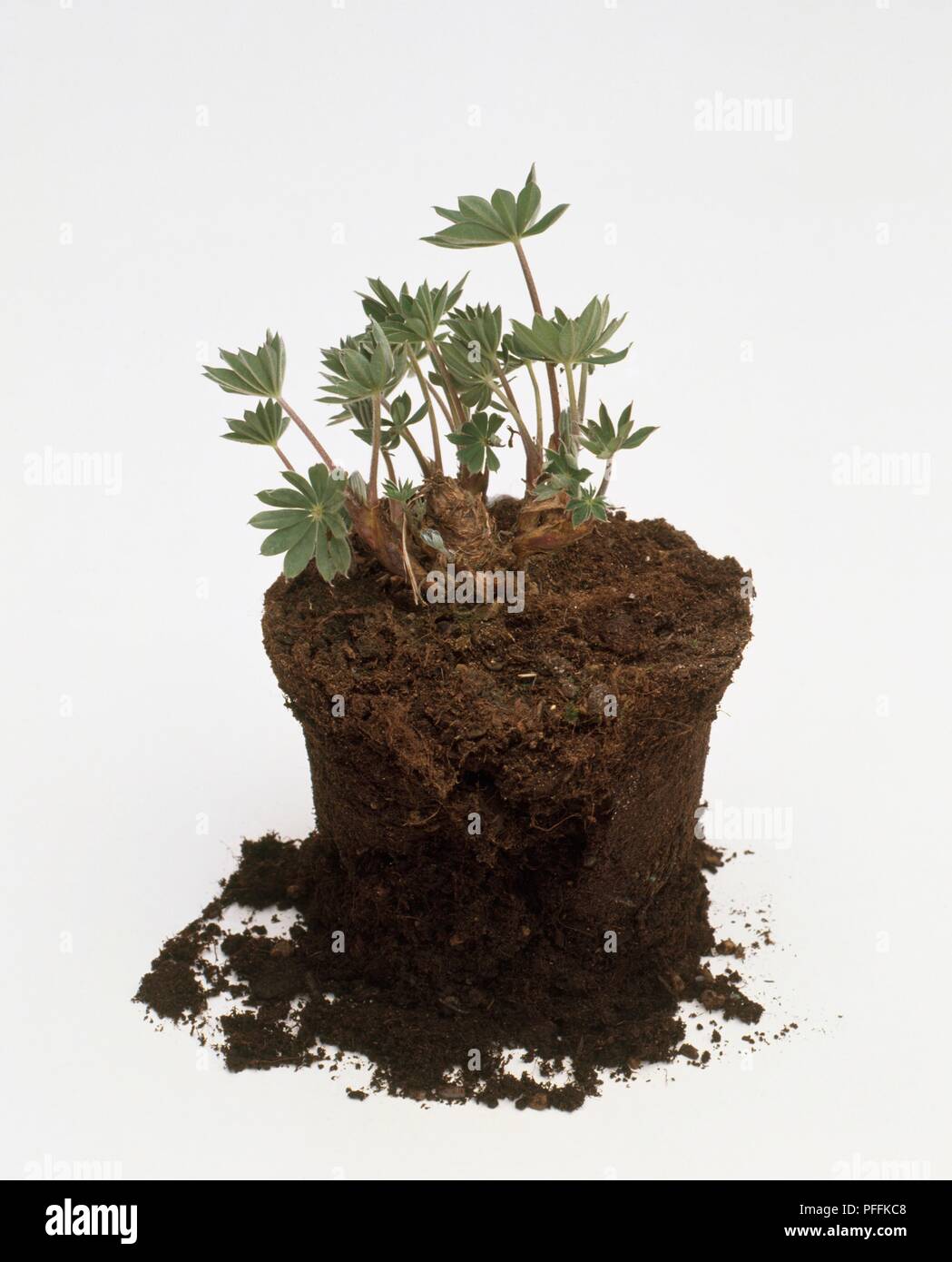 Poor example of lupin showing weak, woody top-growth, under-developed ...