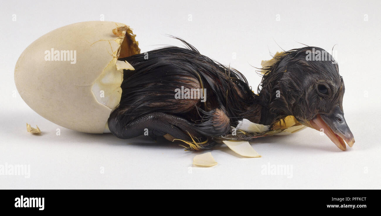 Duckling hatching from egg hi-res stock photography and images - Alamy