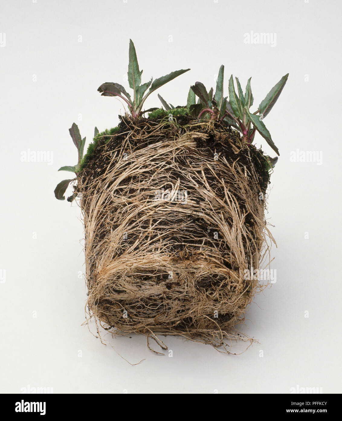 Dense root system hi-res stock photography and images - Alamy