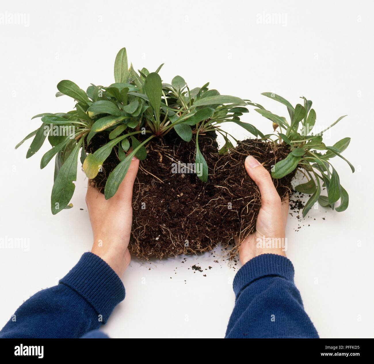 Using hands to pull apart Aster tongolensis plant and roots Stock Photo ...