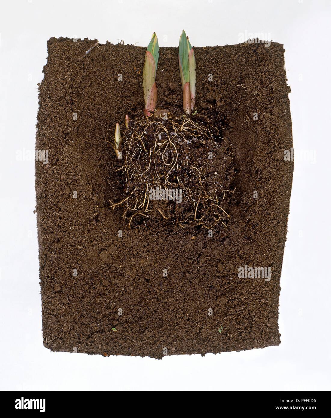 Cross-section showing root system of Polygonatum and crowns below soil ...