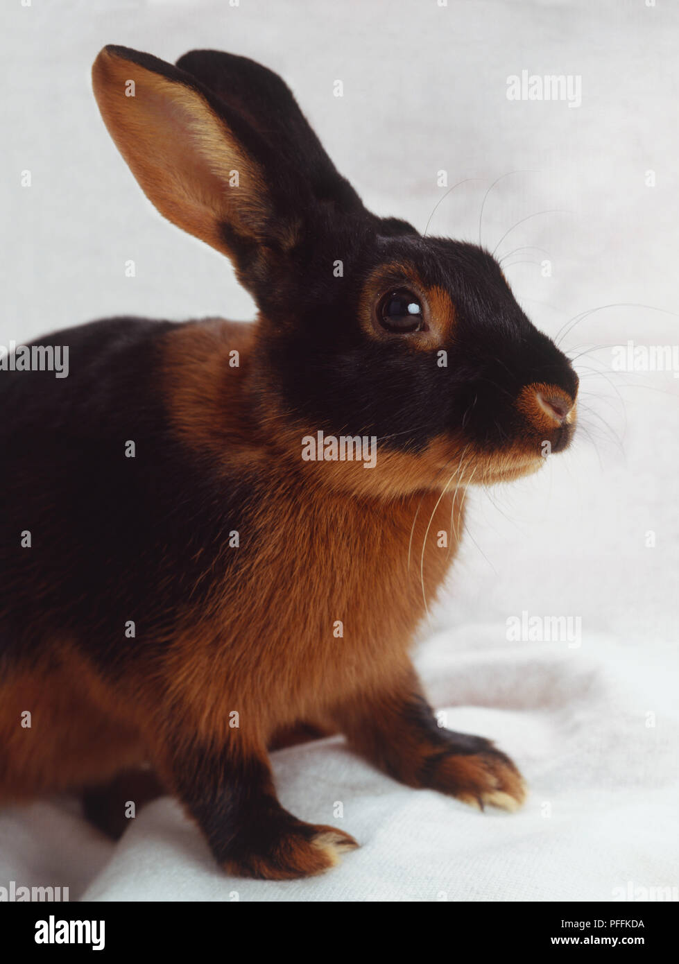 Head and shoulders of a black and red-brown coloured Rabbit (Leporidae ...