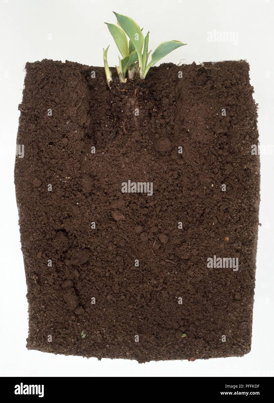 Cross section showing crown of hosta plant slightly above soil Stock ...