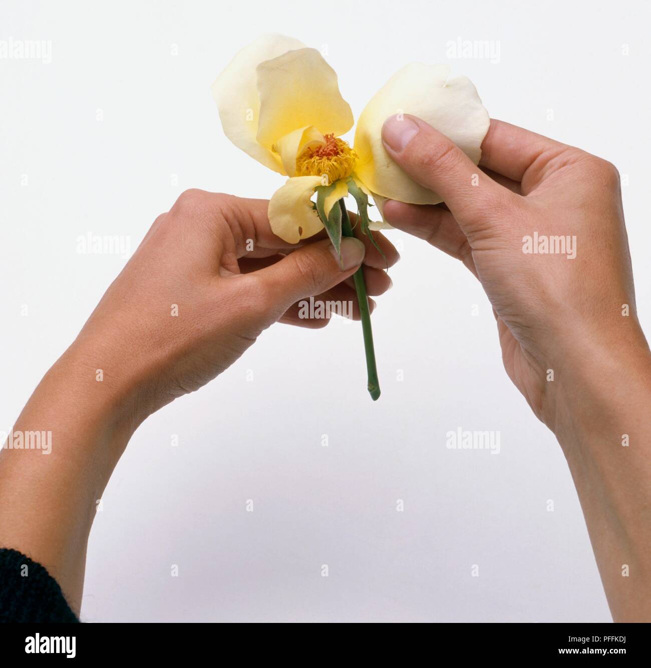 Close up womans hands peeling hi-res stock photography and images - Alamy