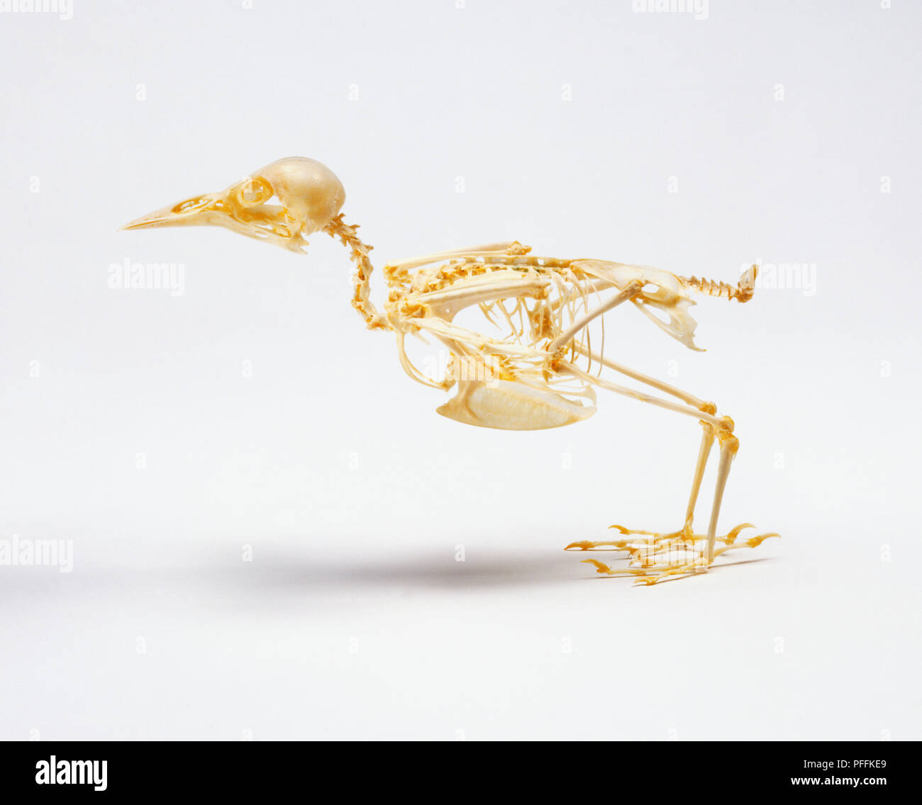 Skeleton of a Starling (Sturnidae), side view Stock Photo - Alamy