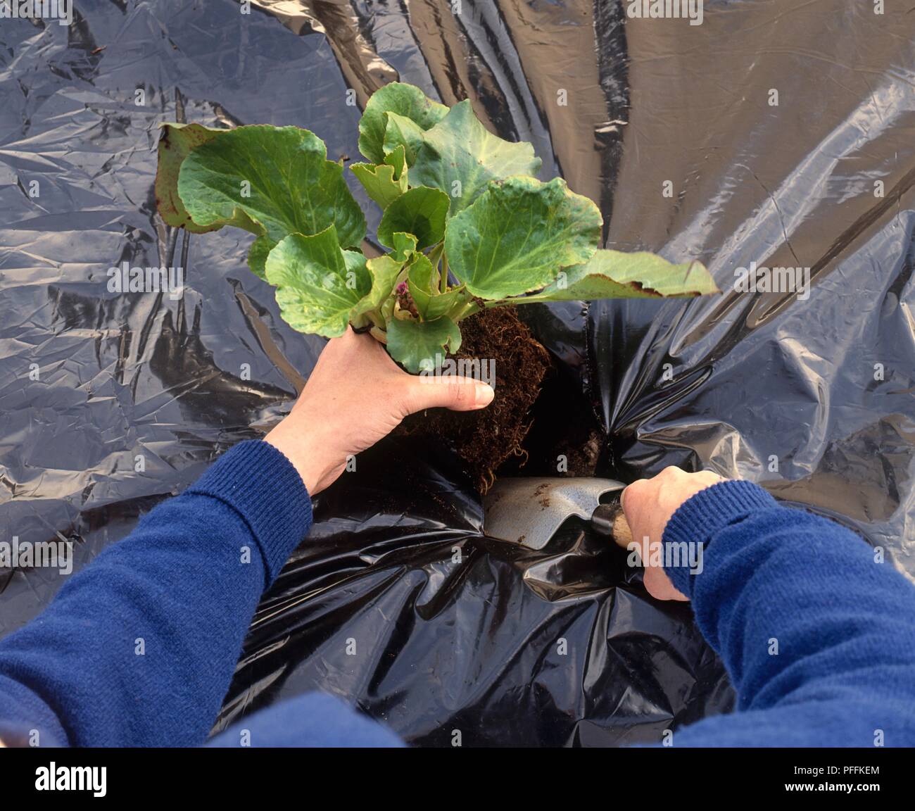 Inserting plant through slit in black plastic sheeting using trowel ...