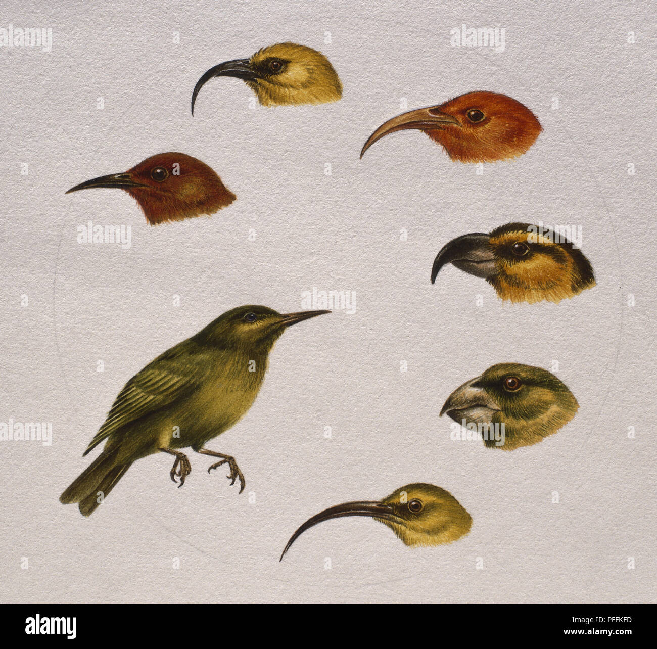 Heads of Apapane, Akiapolaau, Iiwi, Maui Parrotbill, Kona Finch, Kauai ...