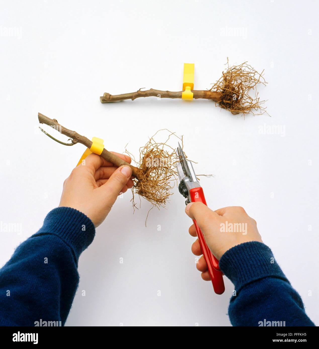 Chrysanthemum root hi-res stock photography and images - Alamy