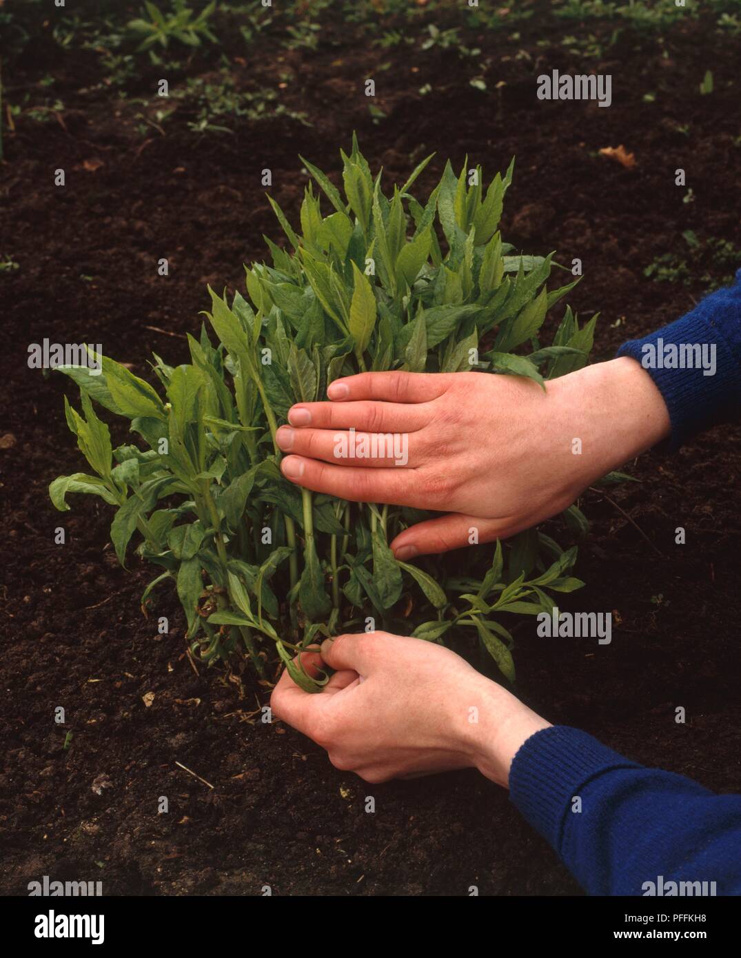 Pinch out shoots hi-res stock photography and images - Alamy