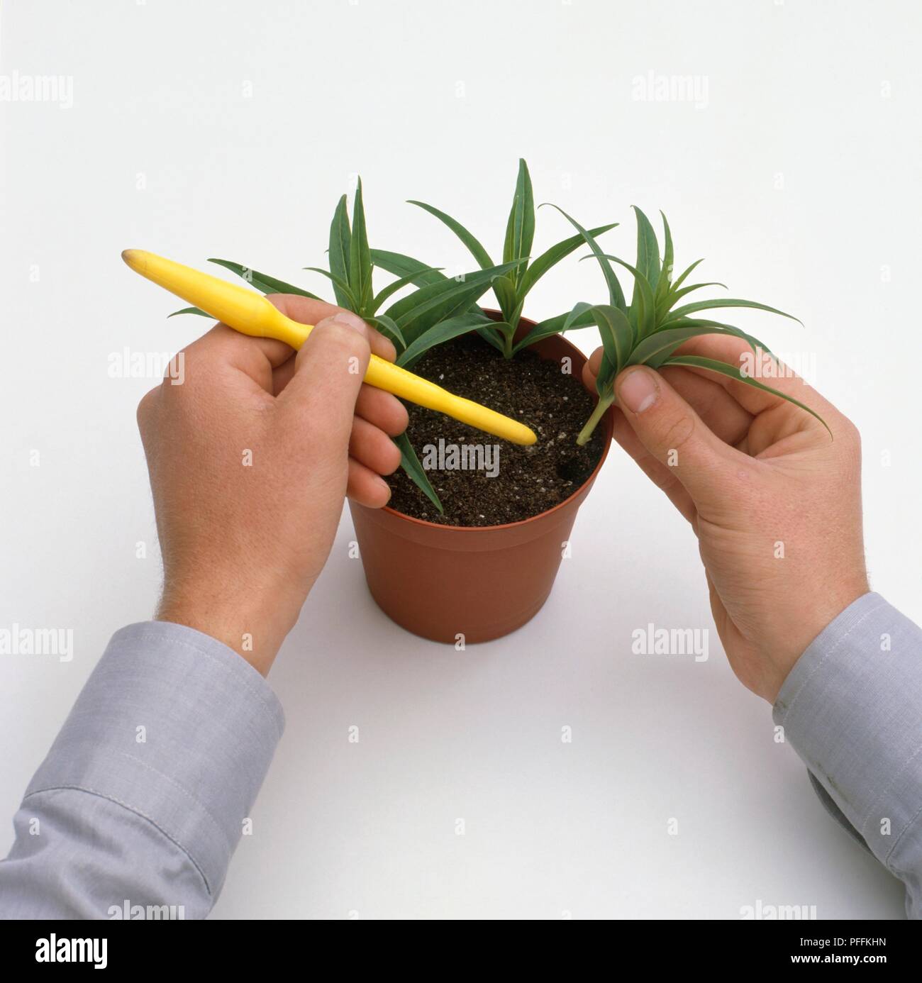 Inserting cuttings from Penstemon cultivar in pot, using a dibber ...