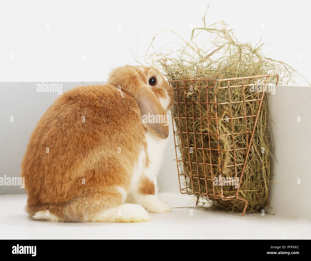 A light brown and white, lop eared Rabbit (Leporidae) eating straw from ...
