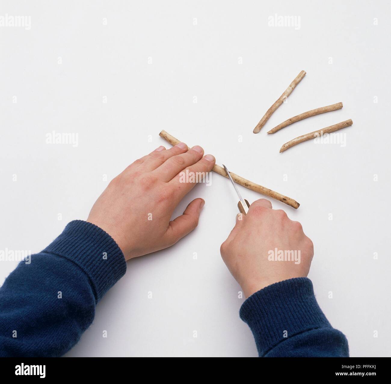 Root Cutting Propagation Stock Photos & Root Cutting Propagation Stock ...