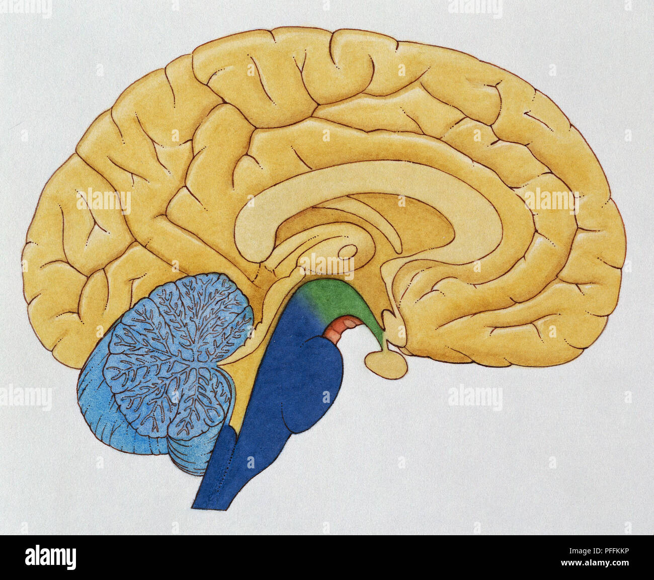 Midbrain hi-res stock photography and images - Alamy