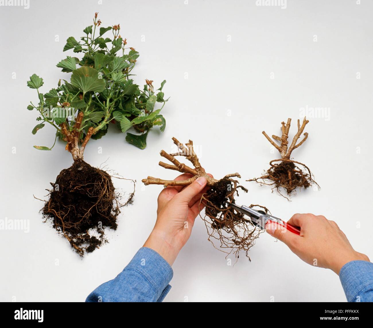 Geranium cutting roots hi-res stock photography and images - Alamy