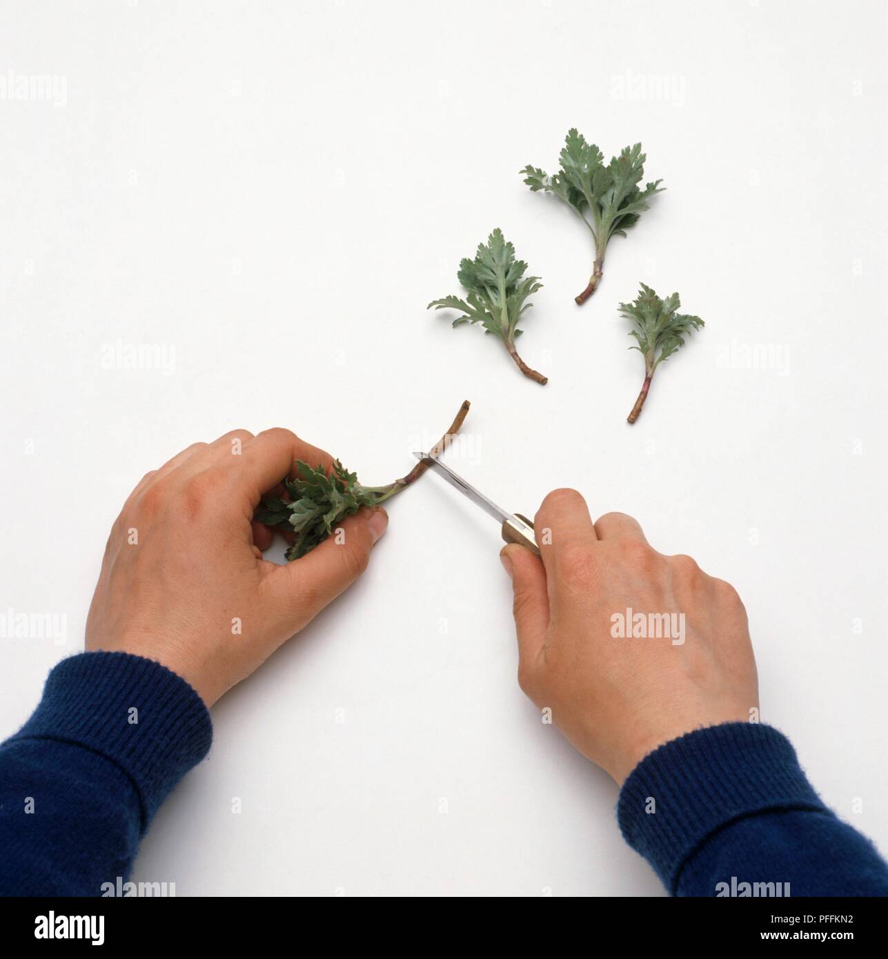 Basal cuttings hi-res stock photography and images - Alamy