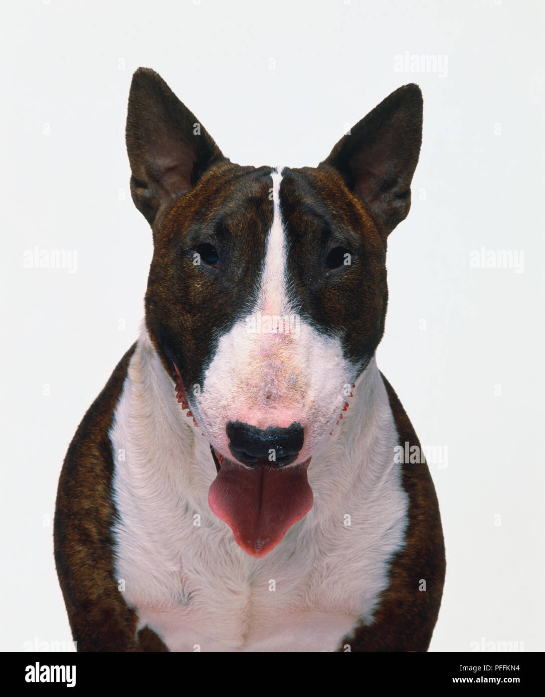Bull Terrier Head
