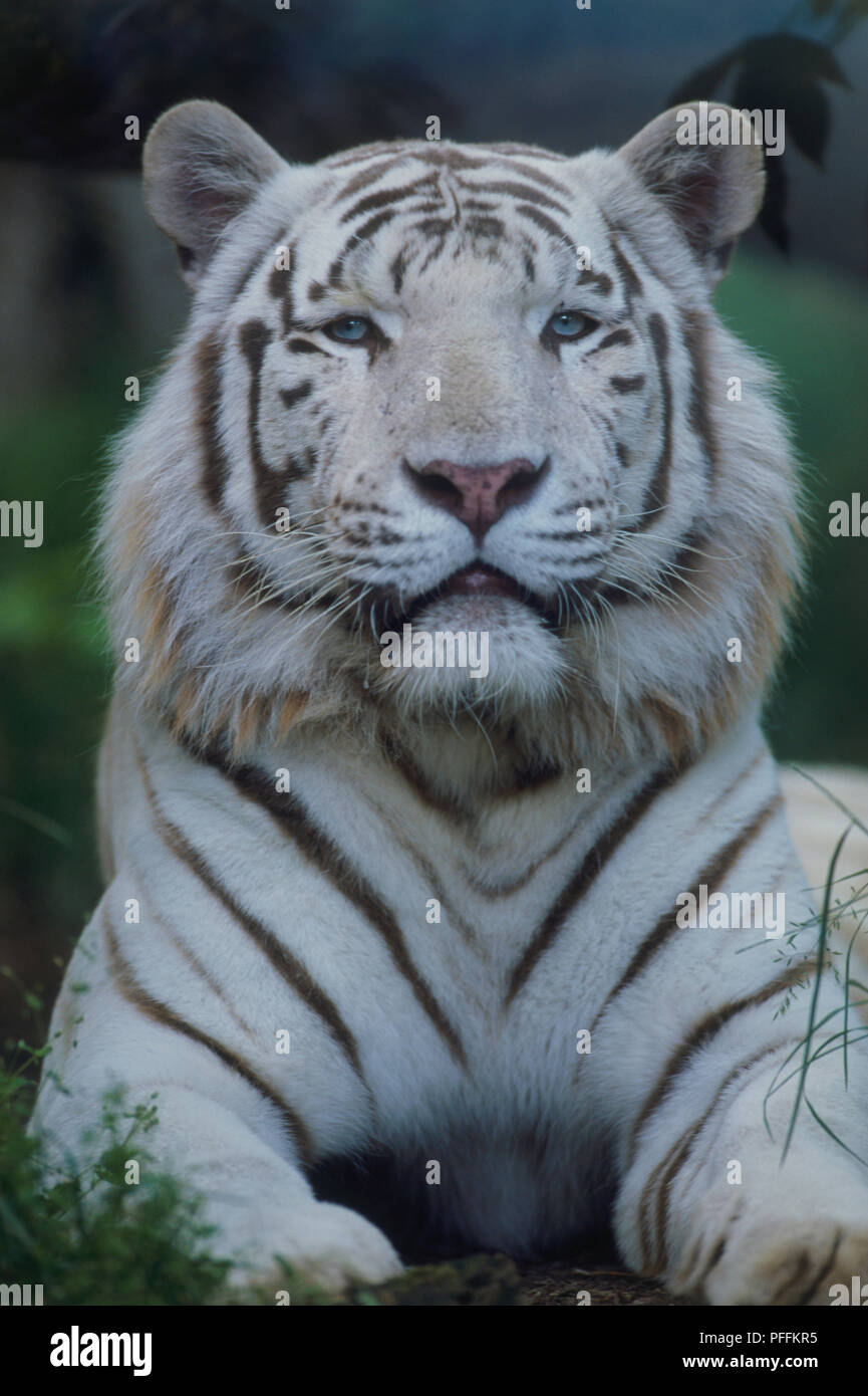 Real White Tiger Head