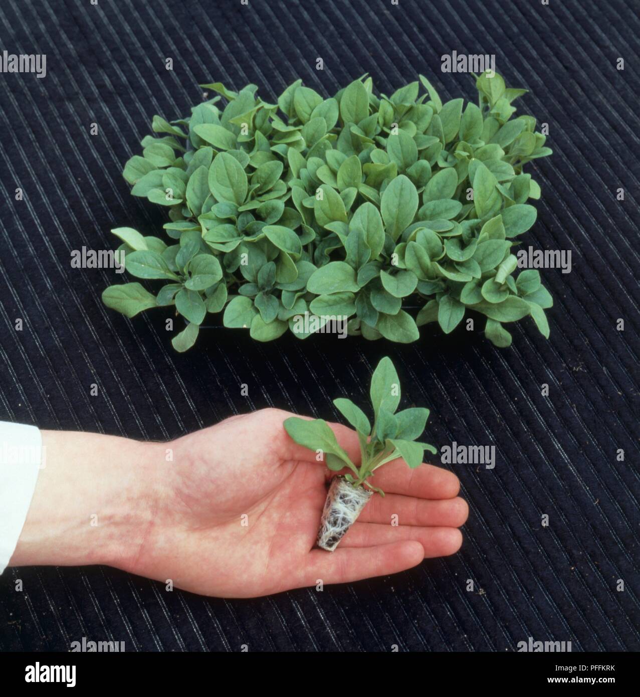 Seedling plug in palm of hand, next to tray containing more seedlings ...