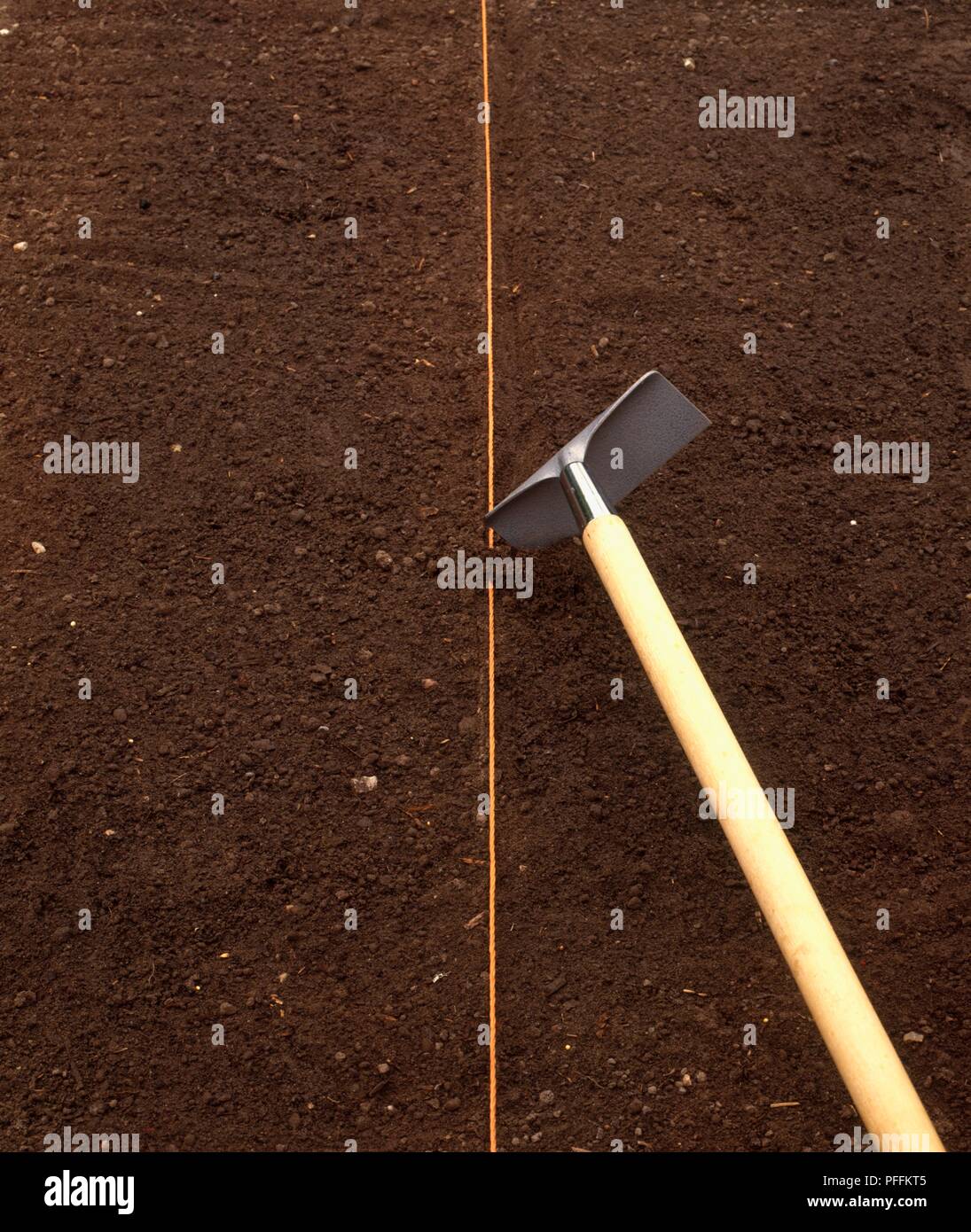 Sowing in drills, using a line of string as guide and making a furrow ...
