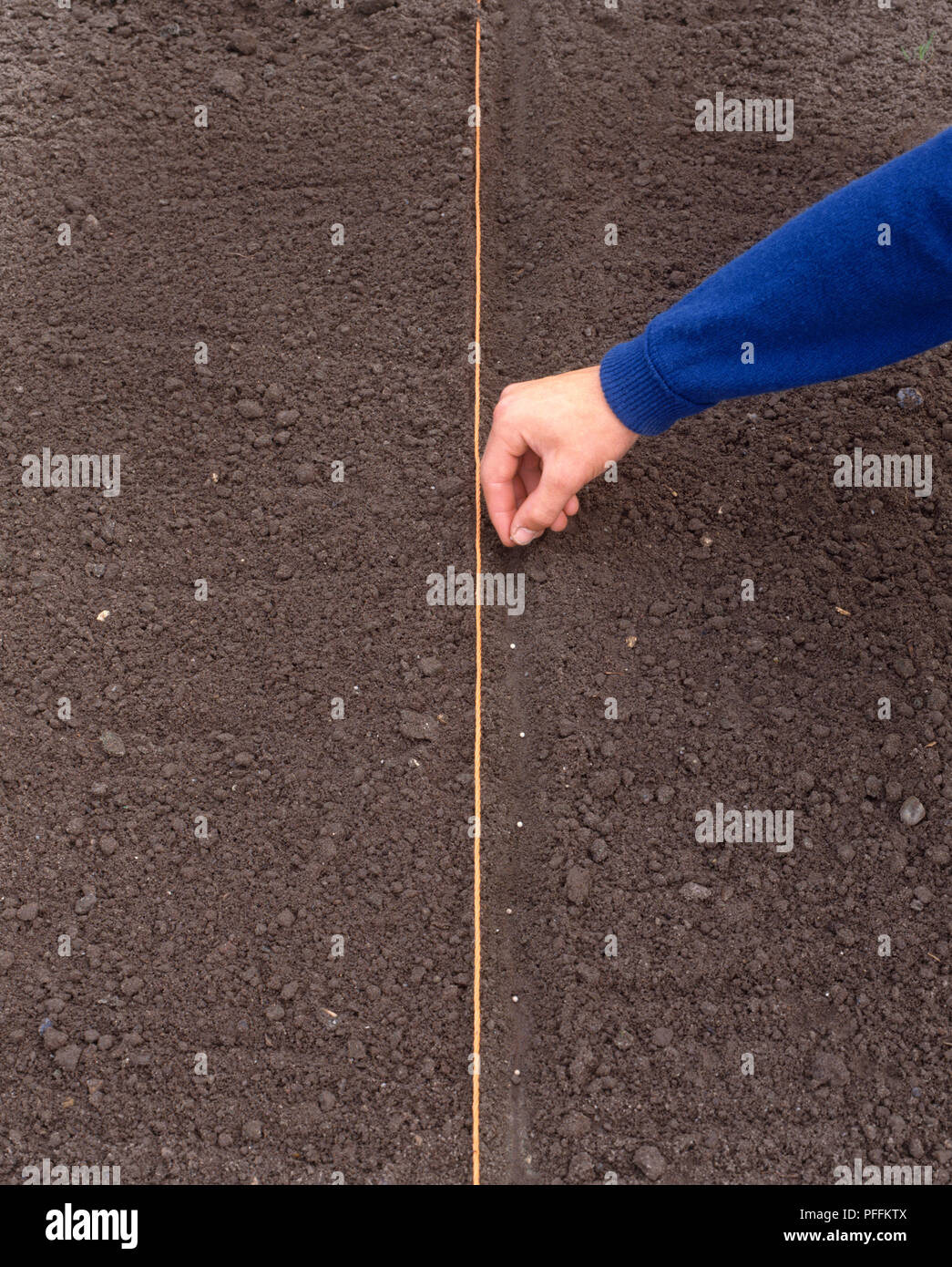 Hand placing pelleted seeds along length of string (sowing in drills ...