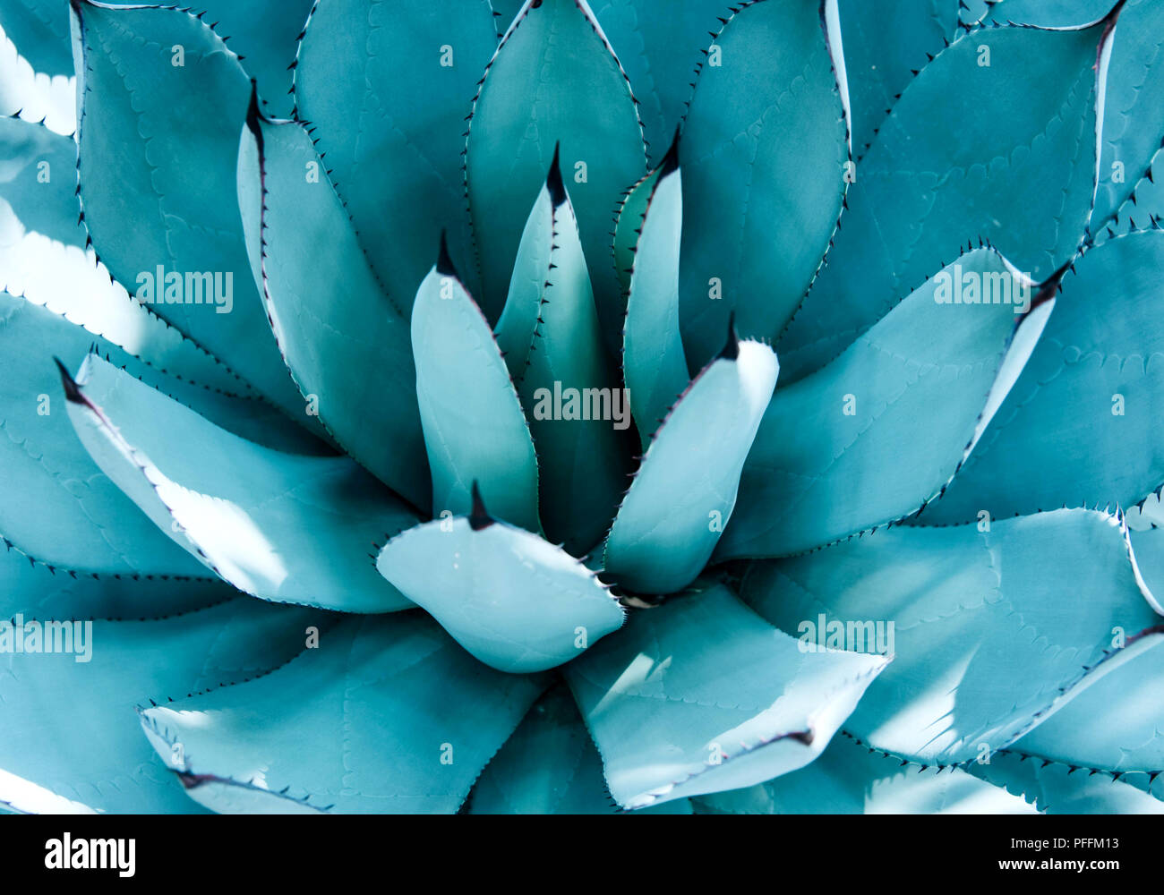 Blue agave plant hi-res stock photography and images - Alamy