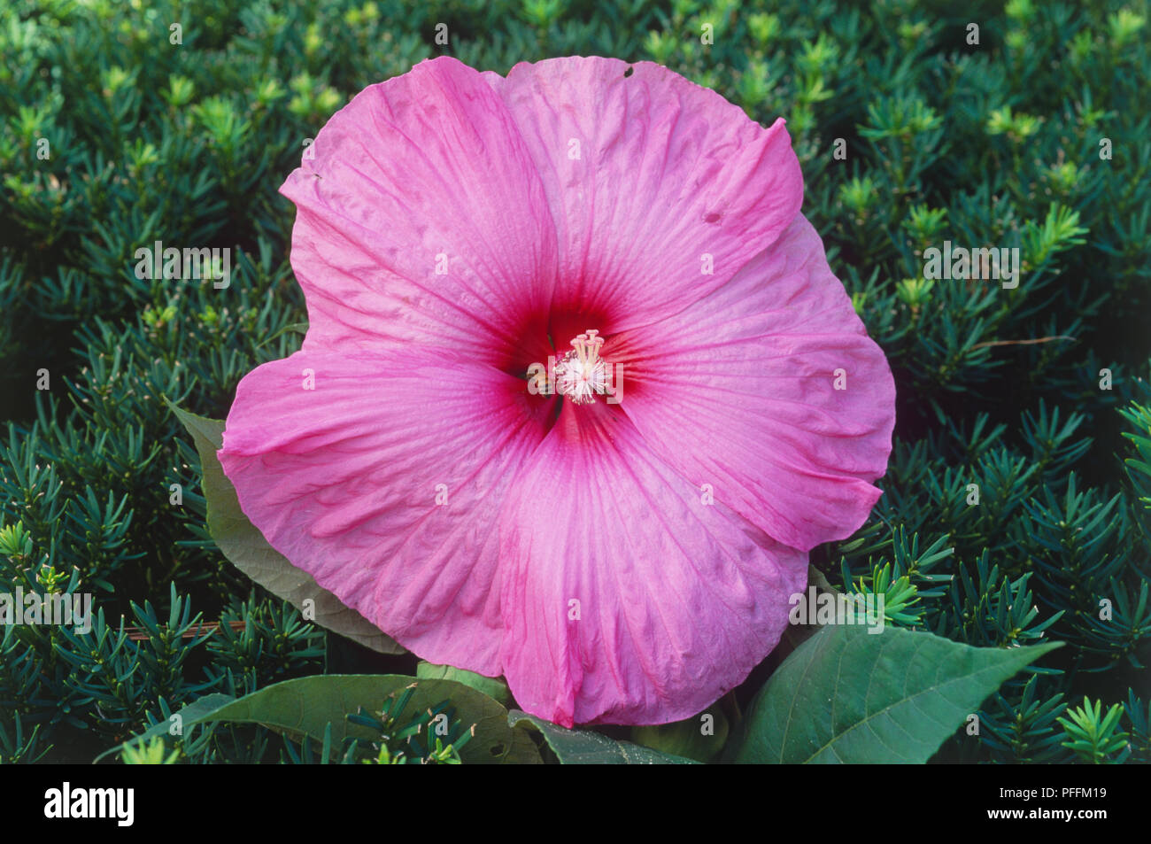 Unfolded horizontal hi-res stock photography and images - Alamy