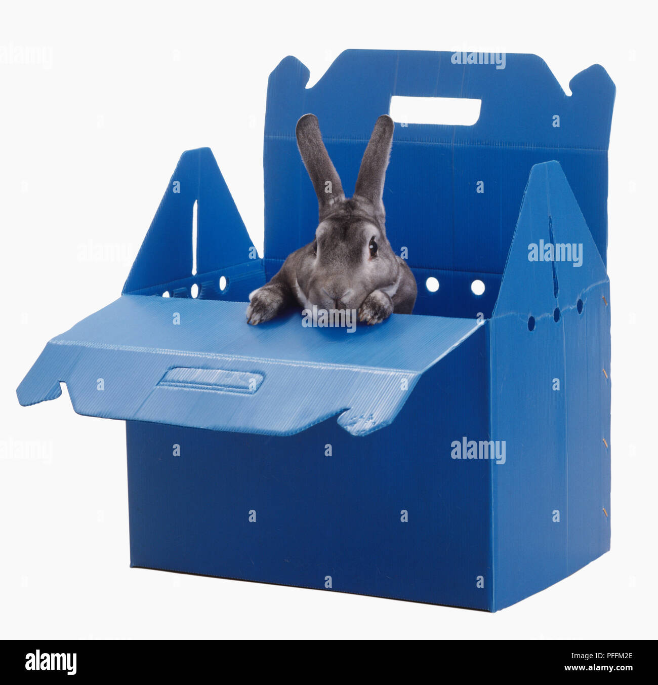 Grey rabbit (Leporidae) looking out of blue cardboard box Stock Photo ...