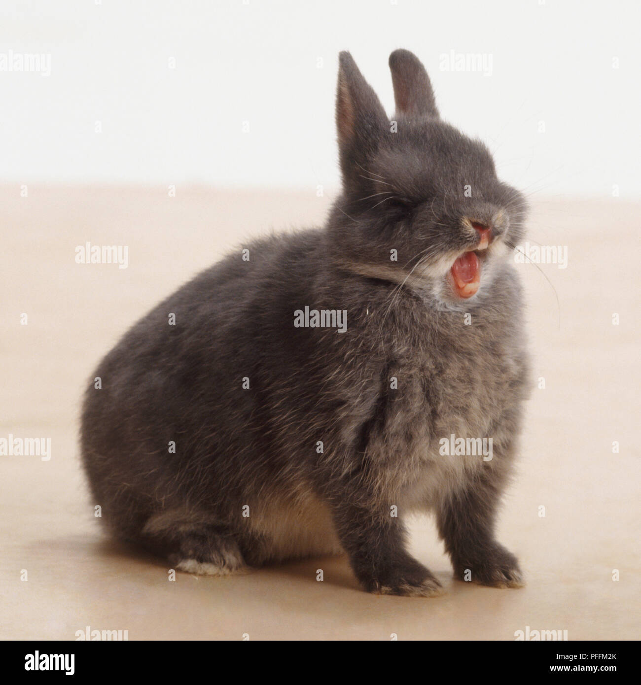 Yawning rabbit hi-res stock photography and images - Alamy