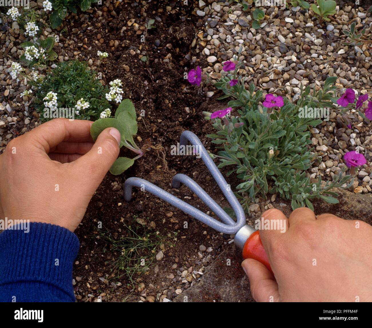 Weeding around young plant with a three-pronged cultivator, close-up ...