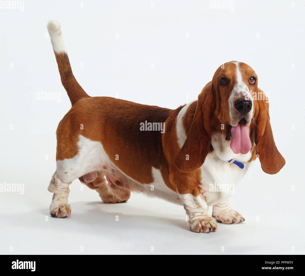 Brown and white Basset Hound standing, tongue hanging out, long ears ...