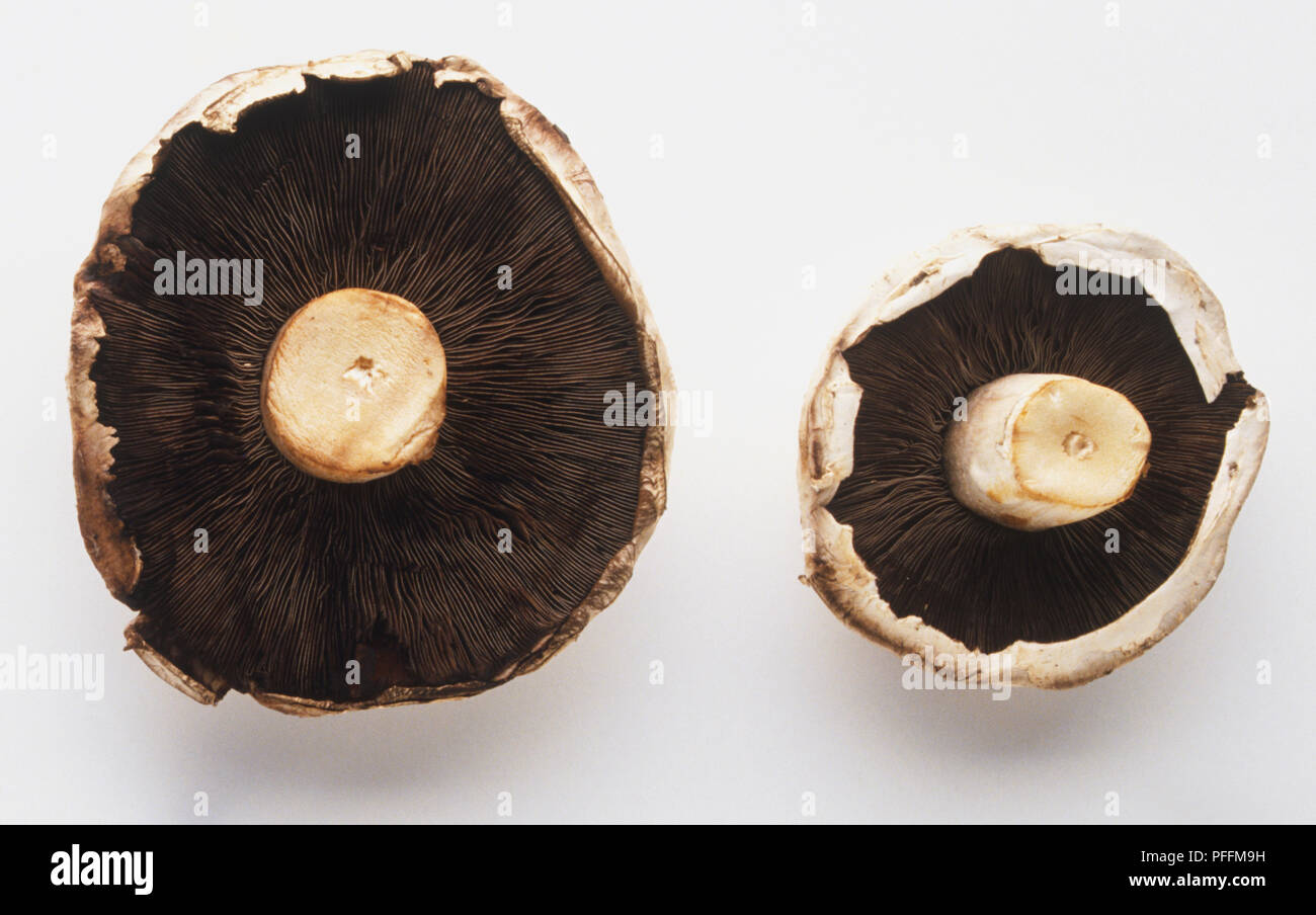 Two open cap mushrooms, underside Stock Photo - Alamy