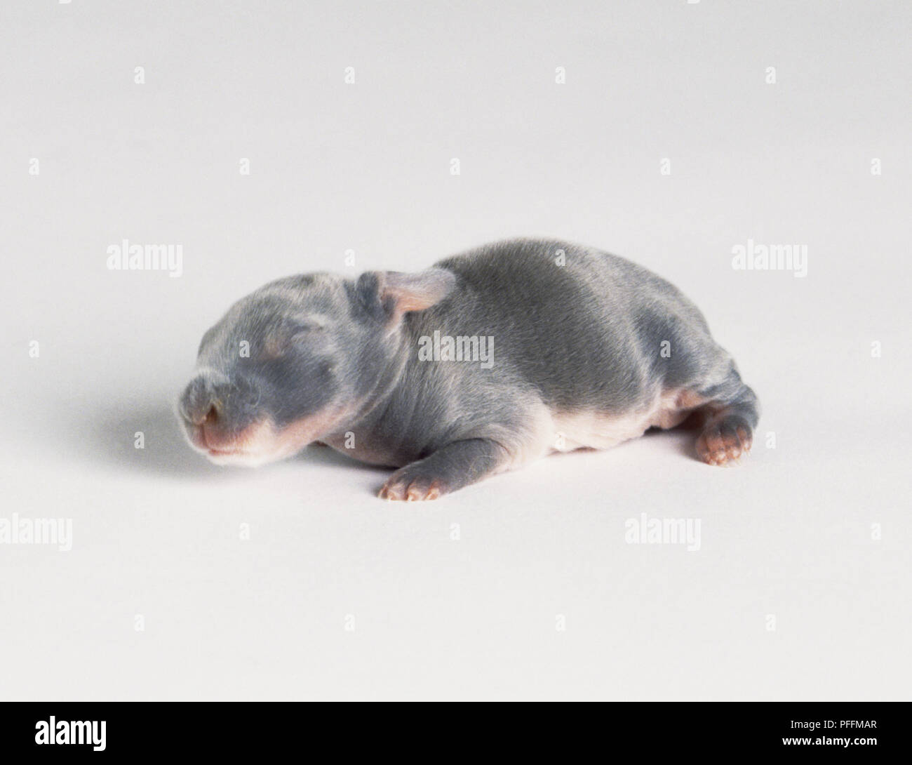 Grey four-day-old Rabbit Kitten (Oryctolagus cuniculus) lying on its ...