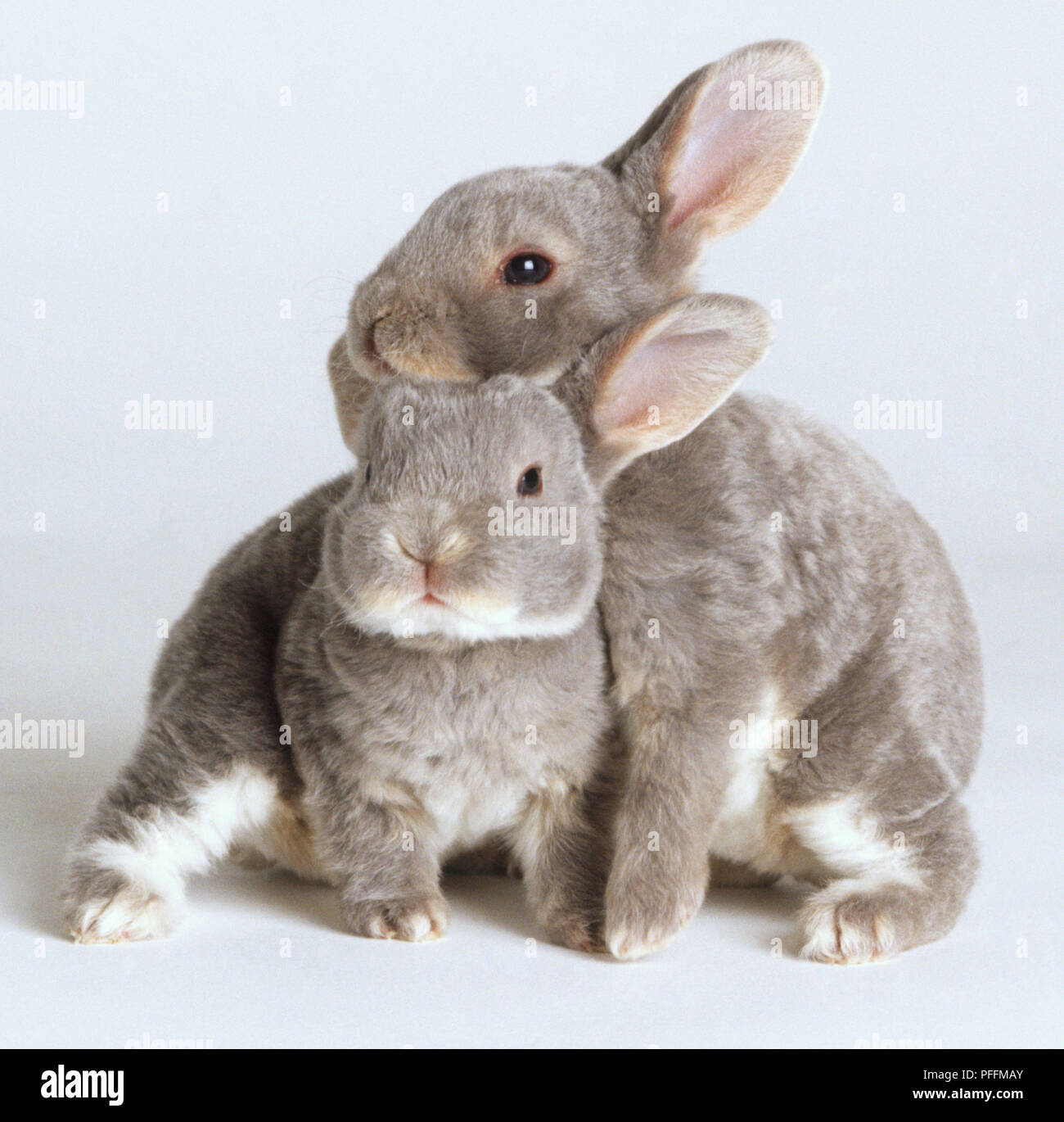 Rabbit kitten (Oryctolagus cuniculus) resting its head on second kitten ...