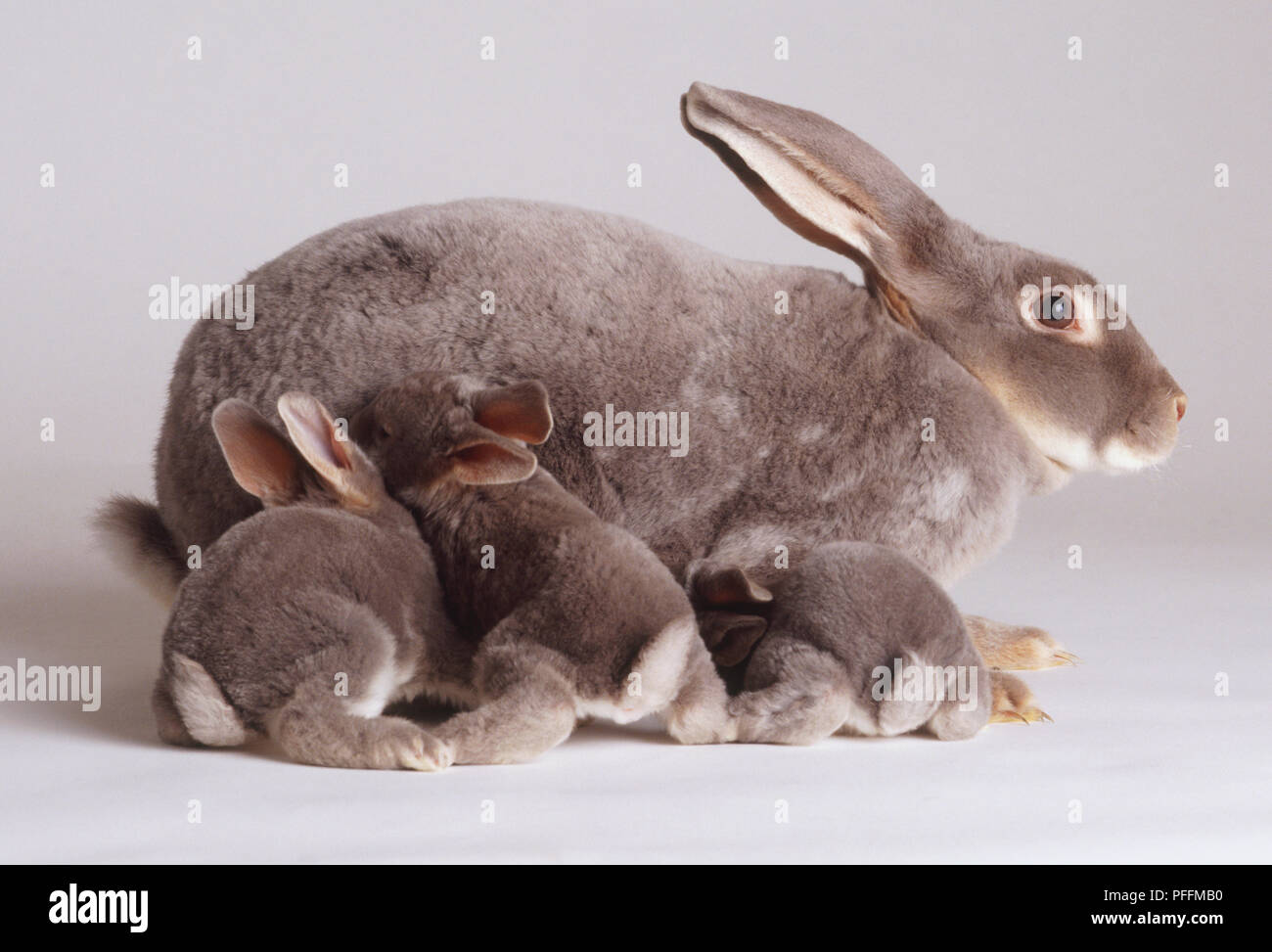 Grey female Rabbit (Oryctolagus cuniculus) suckling three kittens, side ...
