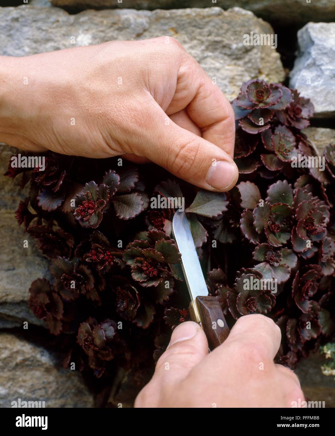 Sedum leaf propagation hi-res stock photography and images - Alamy
