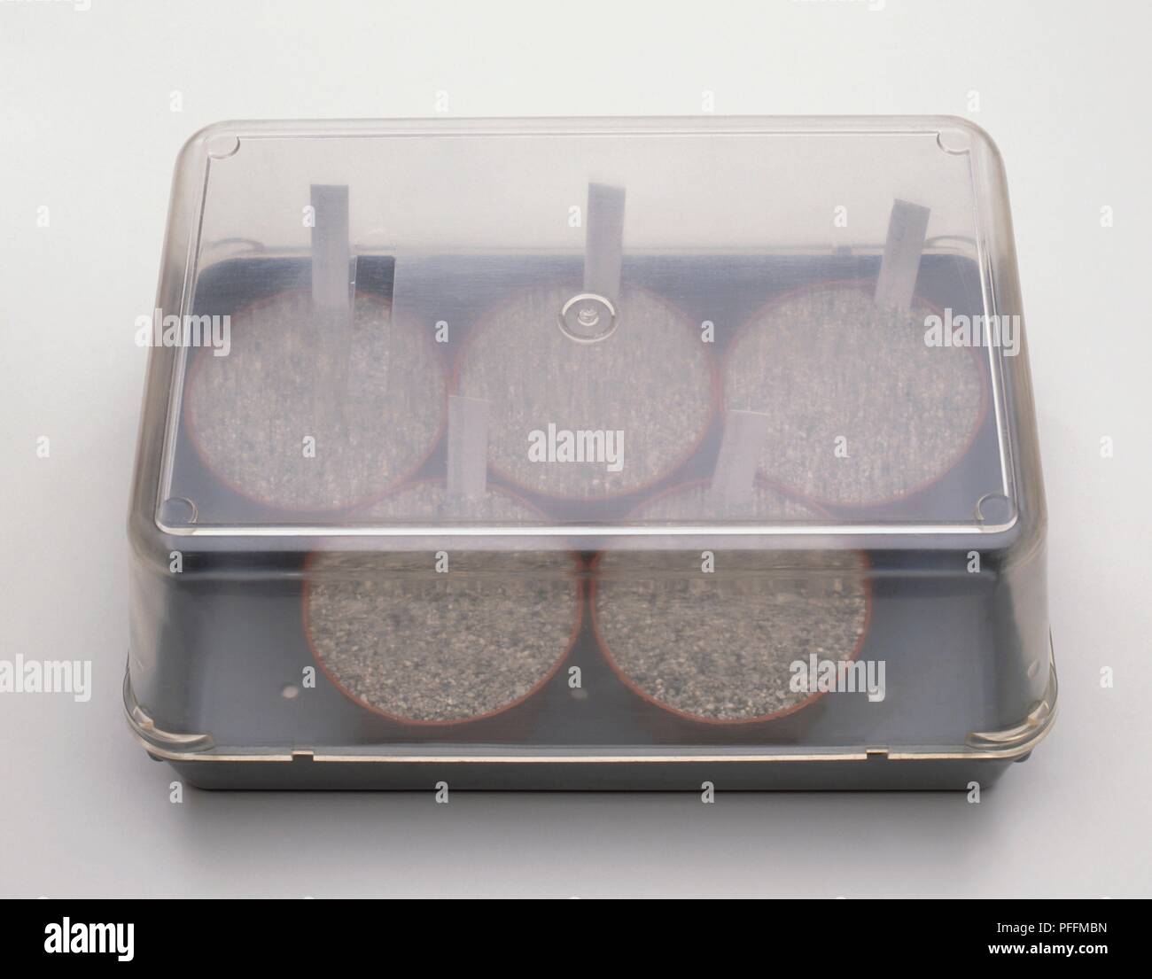 Root cuttings in five labelled pots in a propagator Stock Photo - Alamy