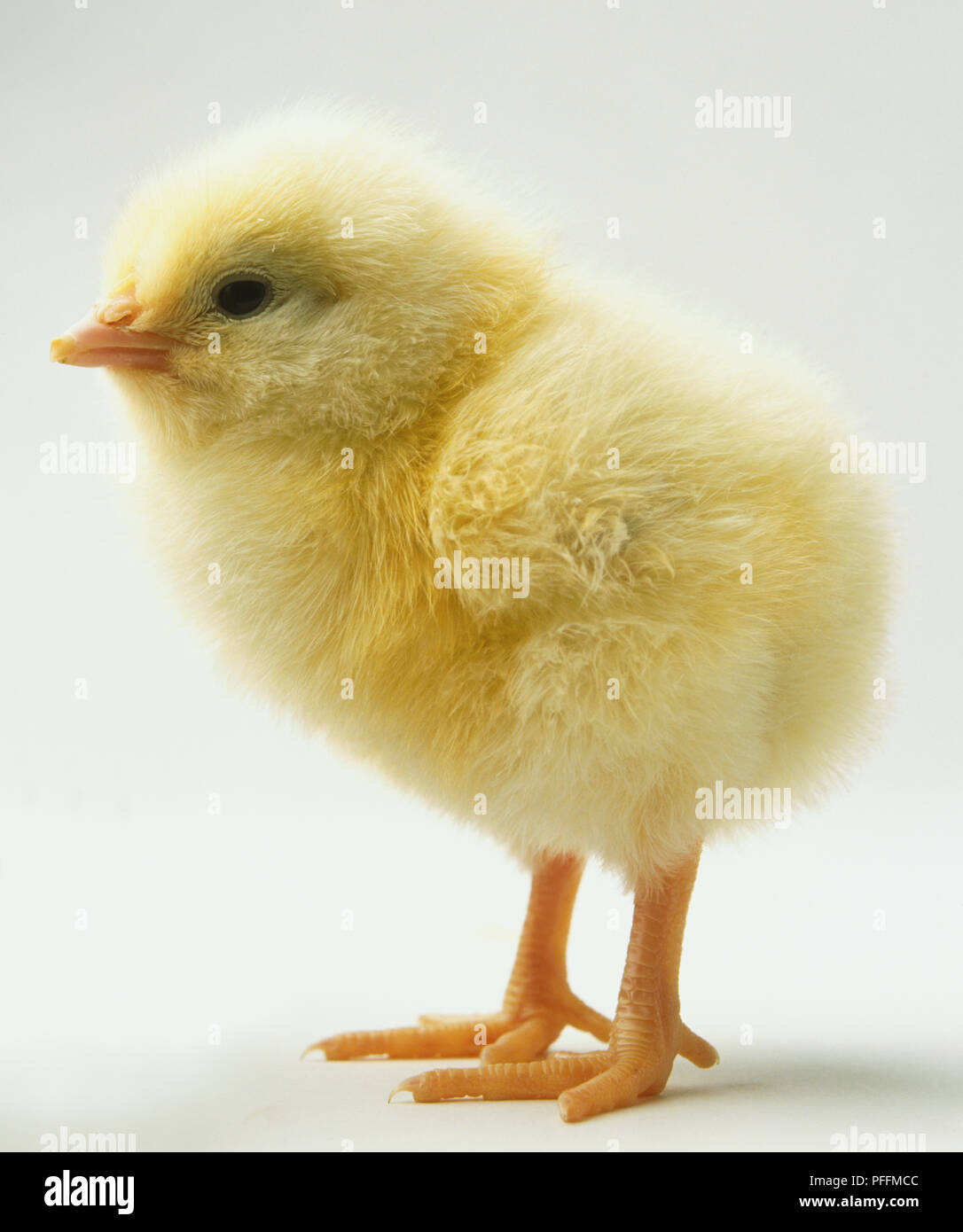 Fluffy Chick (Gallus gallus) standing, side view Stock Photo - Alamy