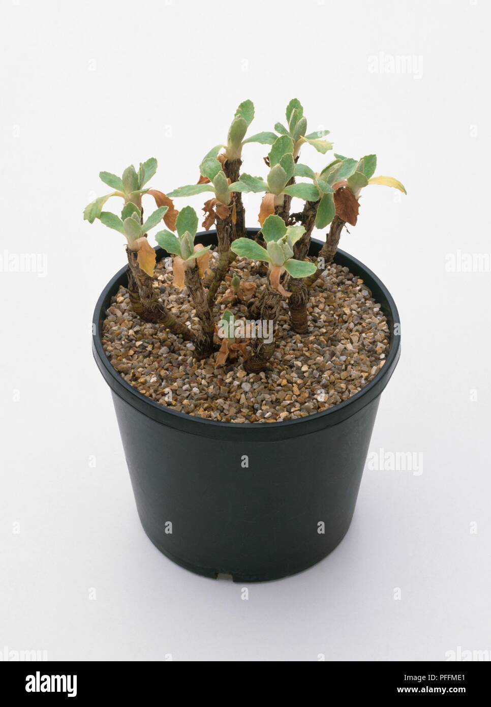 Basal cuttings hi-res stock photography and images - Alamy