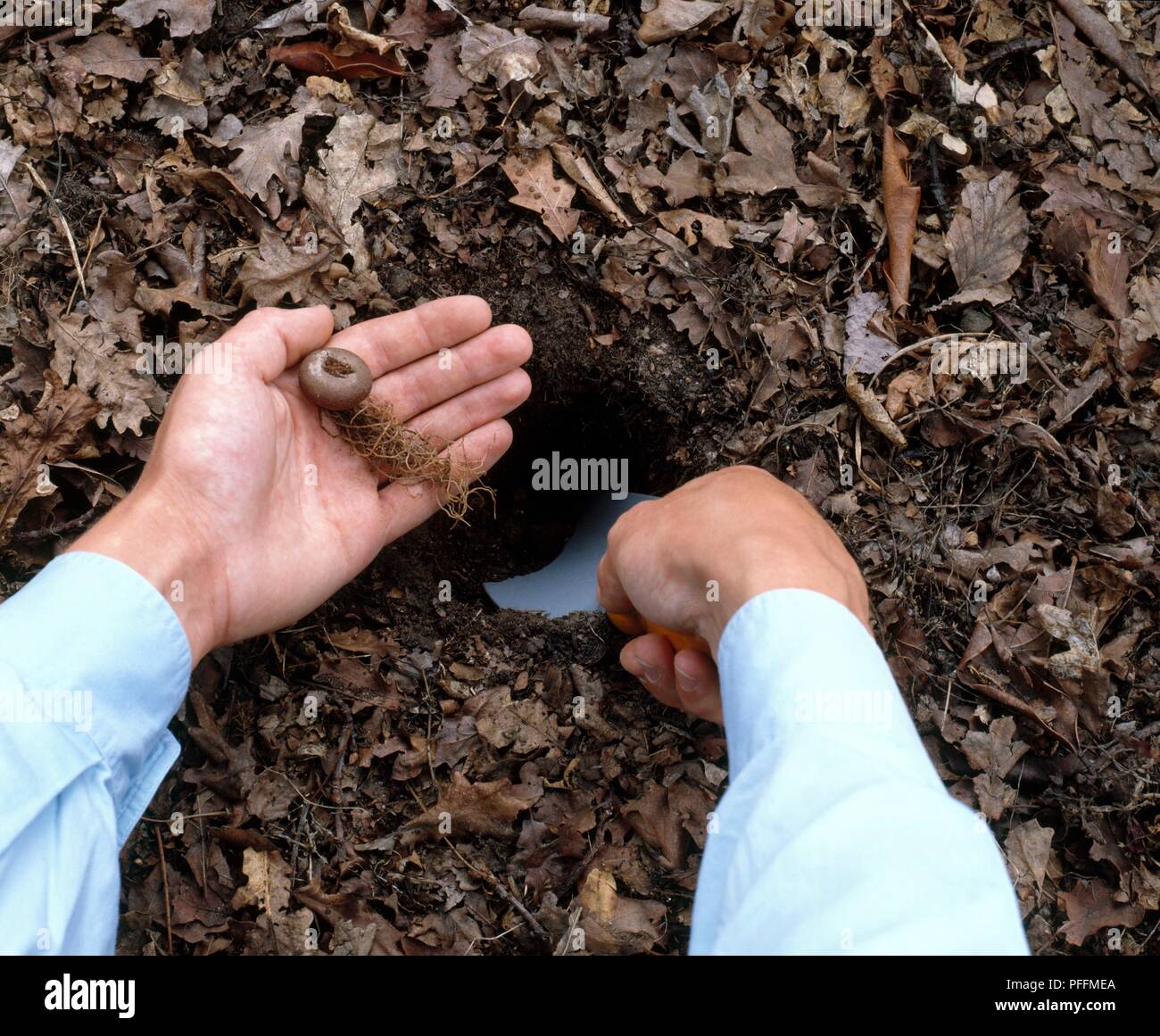 Human holding a tuber hi-res stock photography and images - Alamy