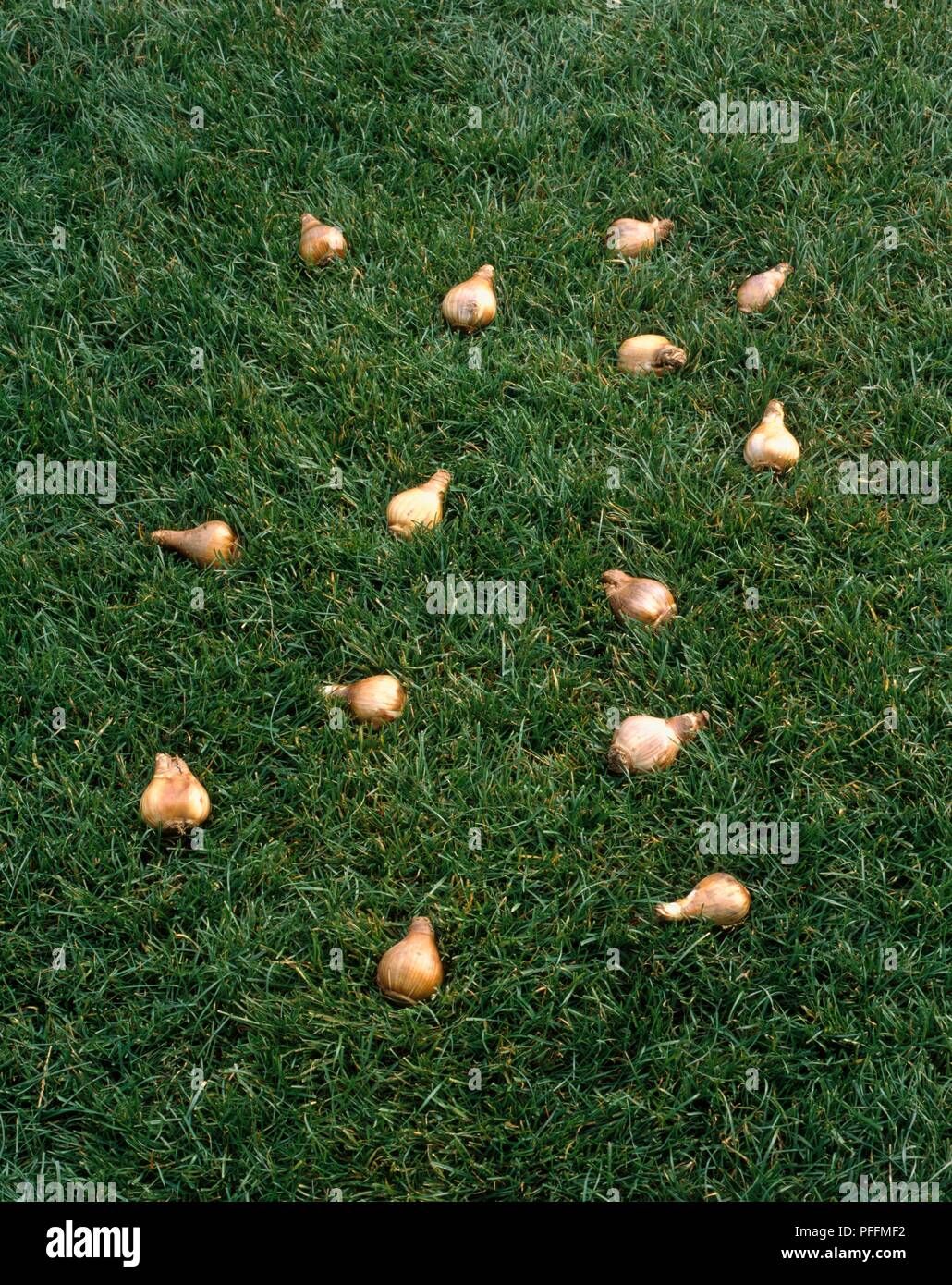Daffodil bulbs scattered on lawn Stock Photo - Alamy