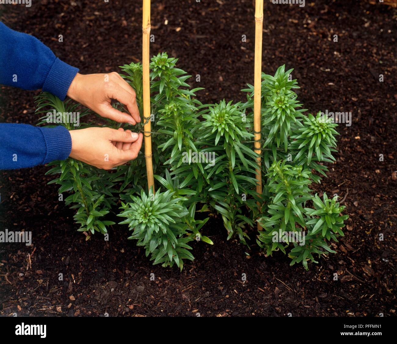 Man tying plant to bamboo stick in soil Stock Photo - Alamy