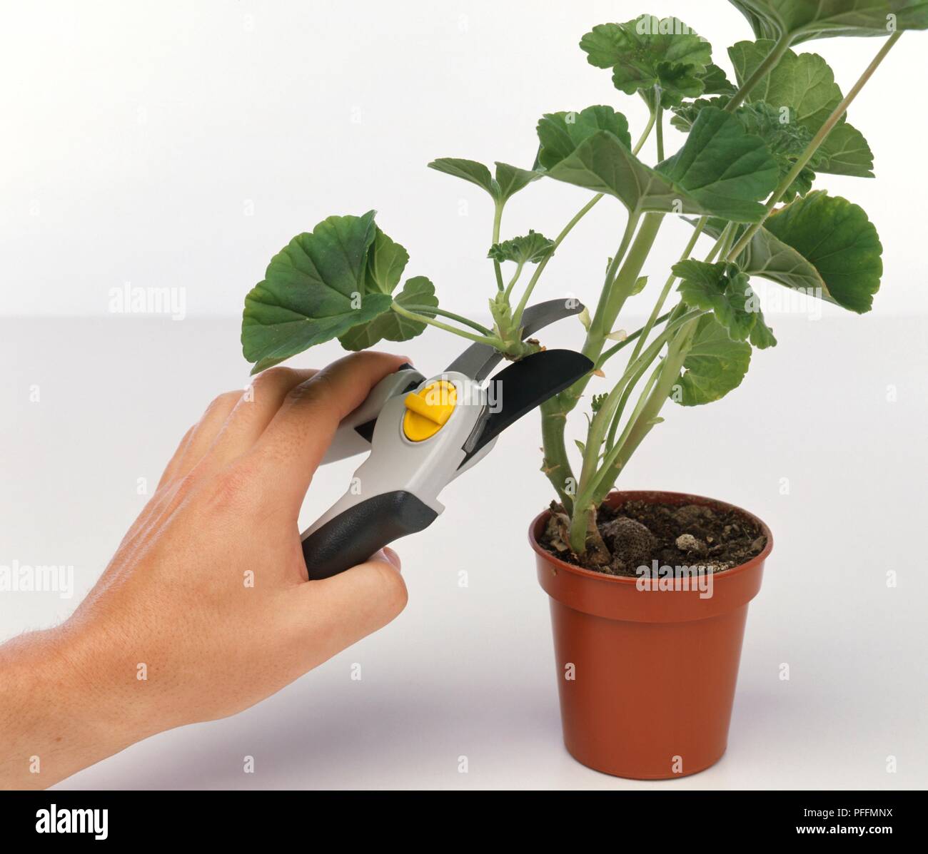 Cutting geranium hi-res stock photography and images - Alamy