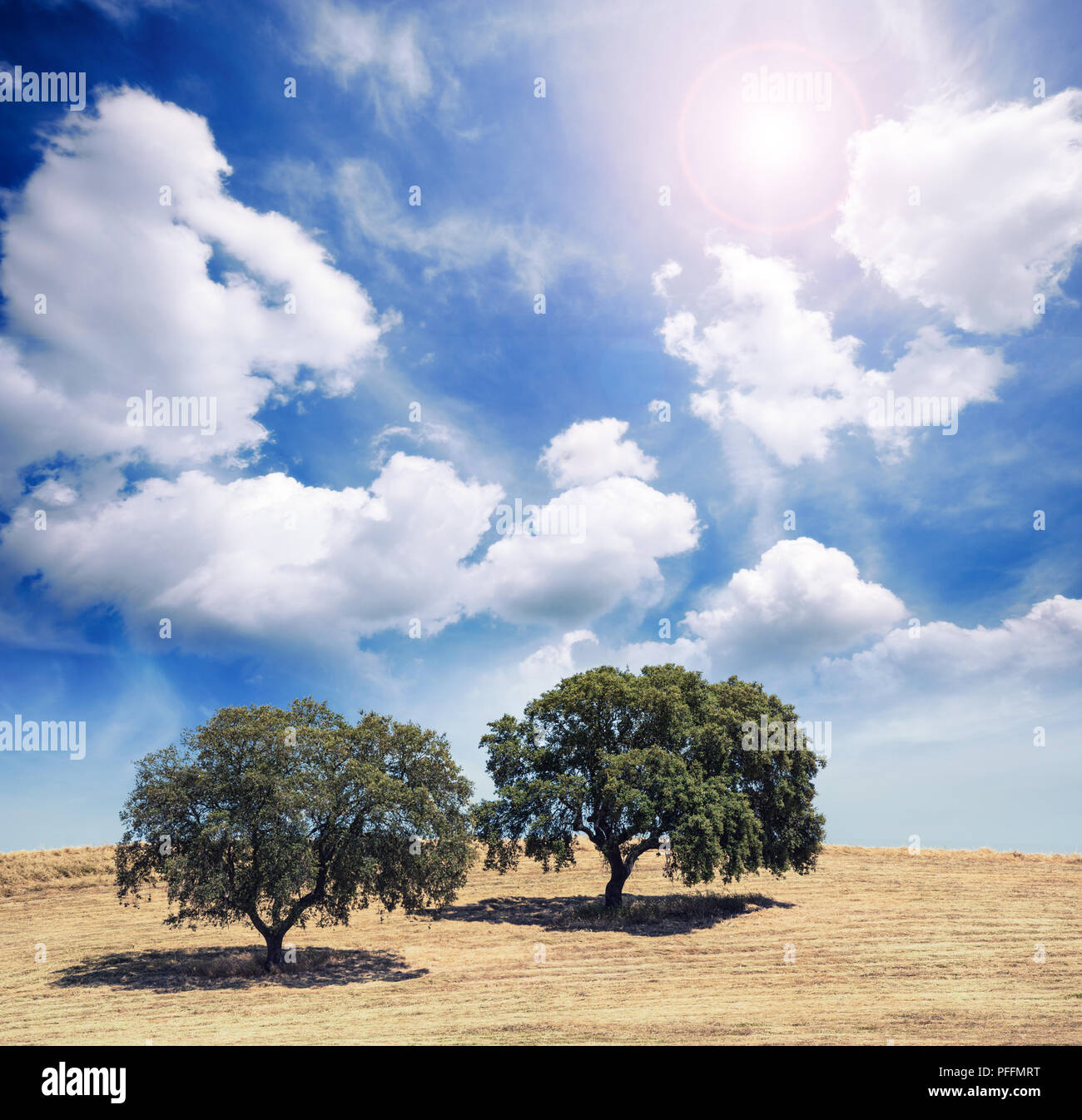 Spring field with trees on the hill under blue cloudy sky Stock Photo ...