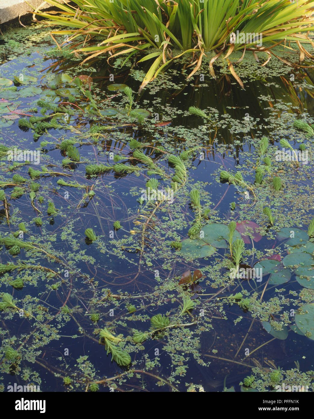 Oxygenating pond plants hi-res stock photography and images - Alamy