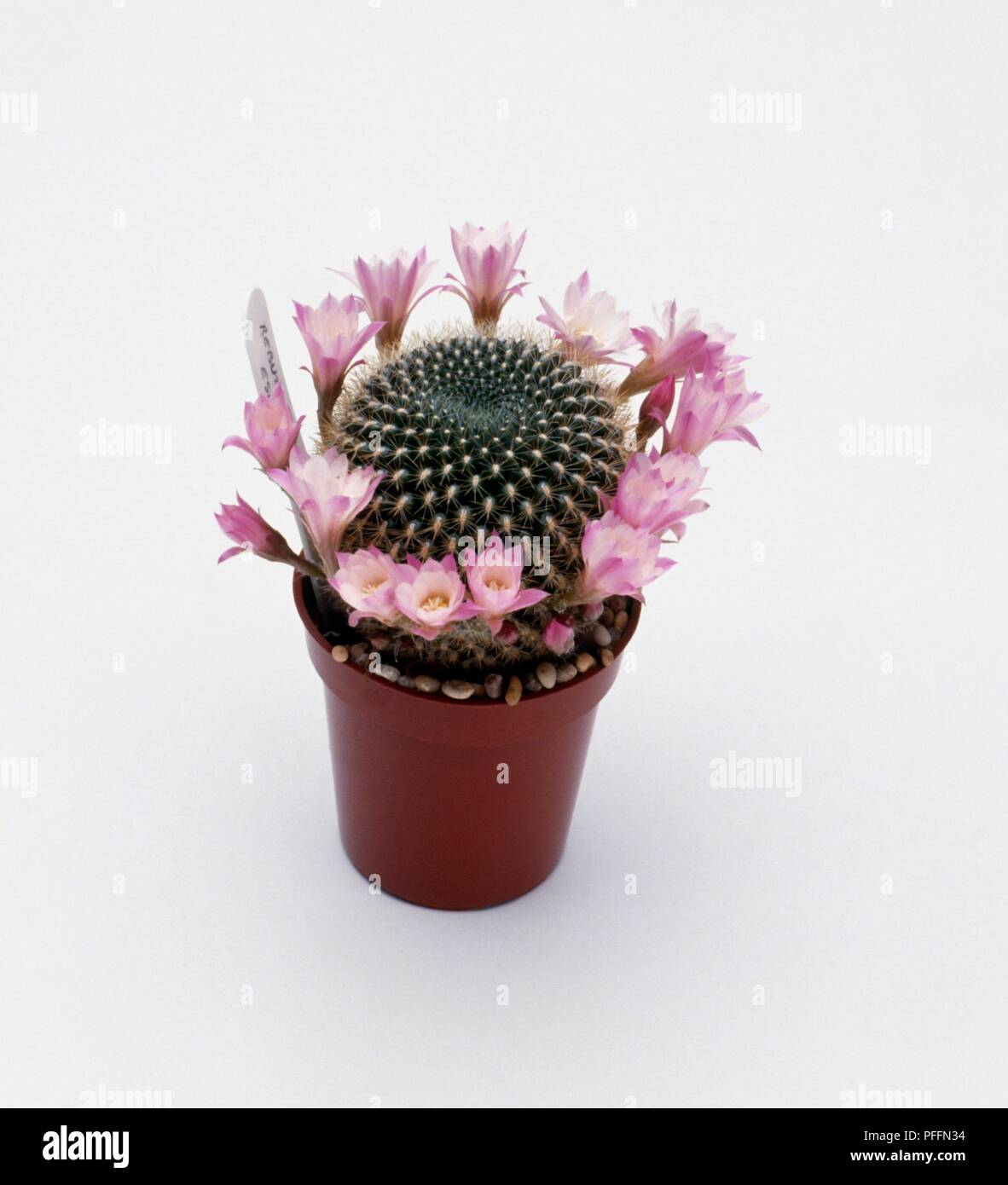 Rebutia cactus with pale pink flowers in pot Stock Photo - Alamy