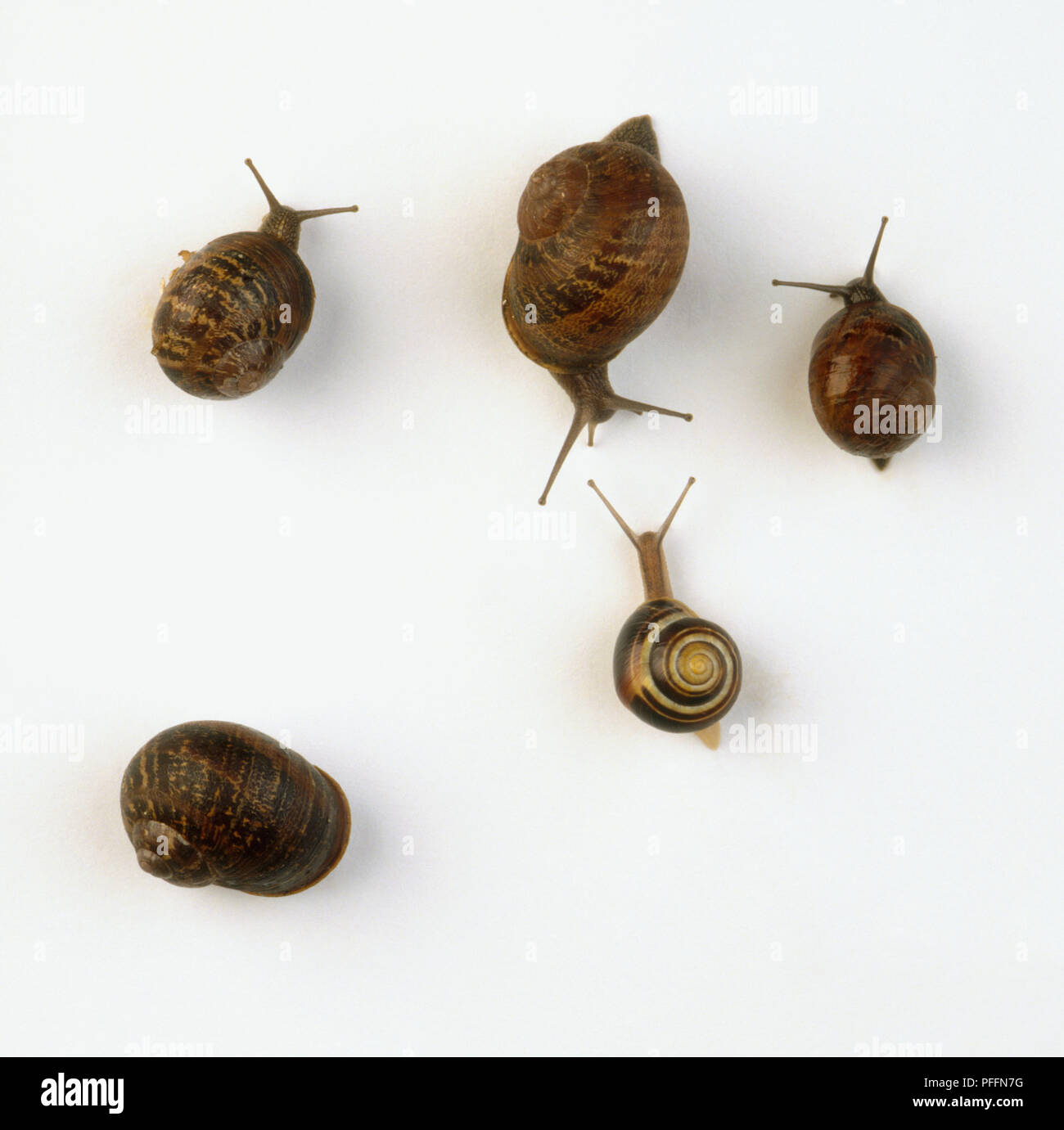 Five snails, four of them with their heads out Stock Photo - Alamy