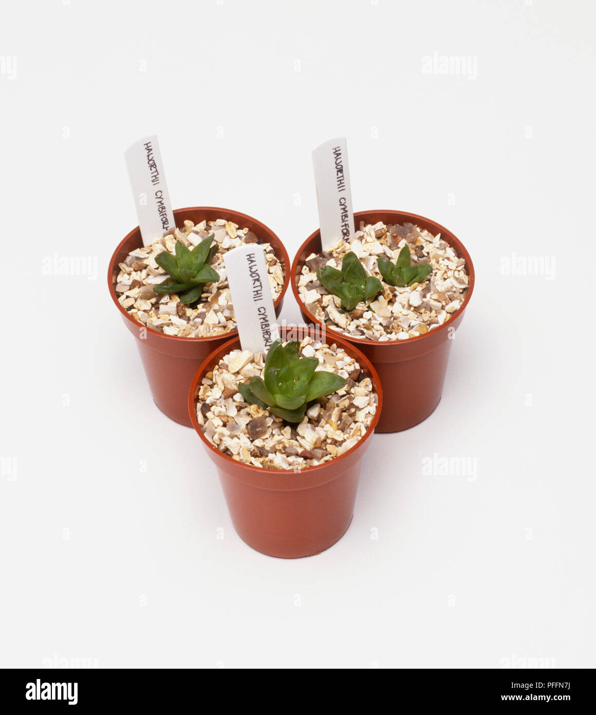 Labelled succulents hi-res stock photography and images - Alamy