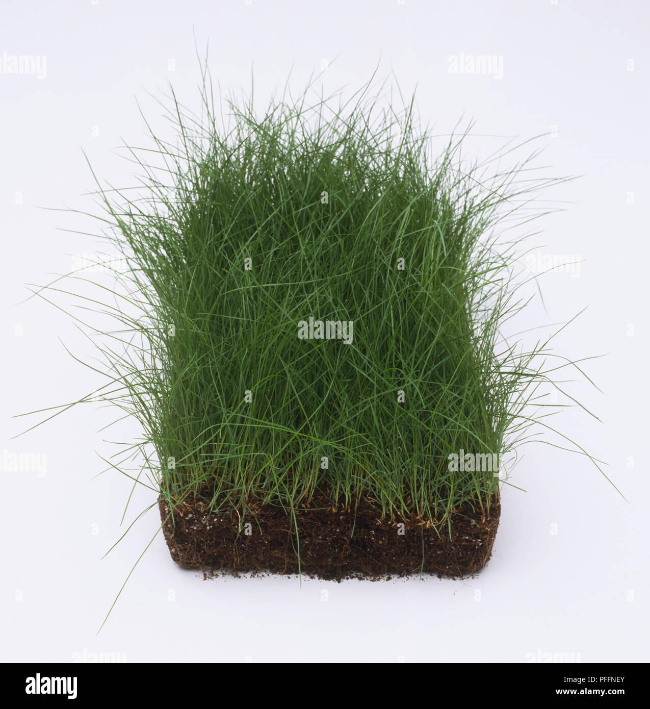 Square of turf, close up Stock Photo - Alamy