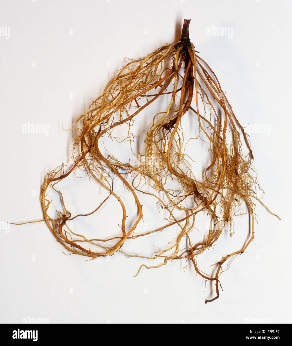 Roots from Arnica montana Stock Photo - Alamy