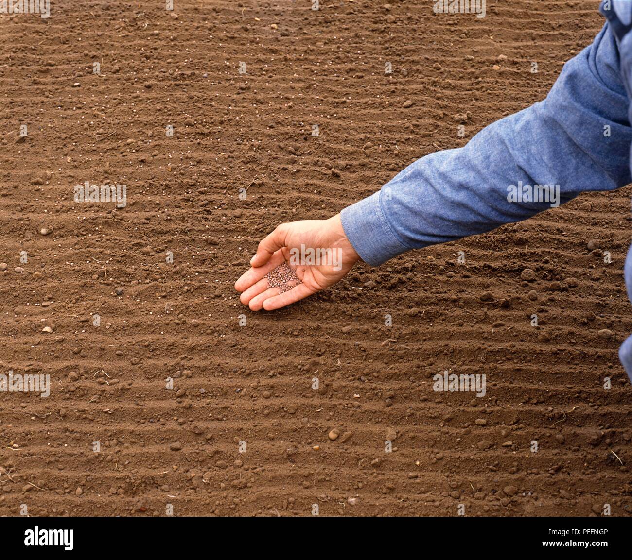 Sprinkling seeds from palm of hand over prepared, raked soil Stock ...
